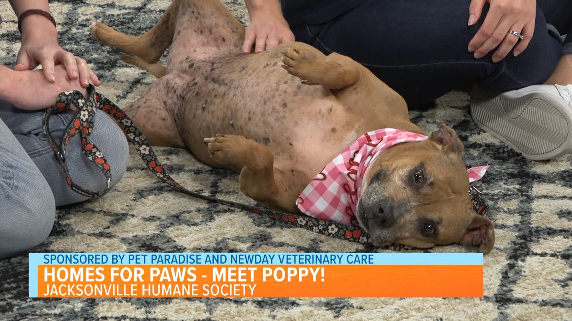 Homes For Paws: MEET POPPY! | firstcoastnews.com