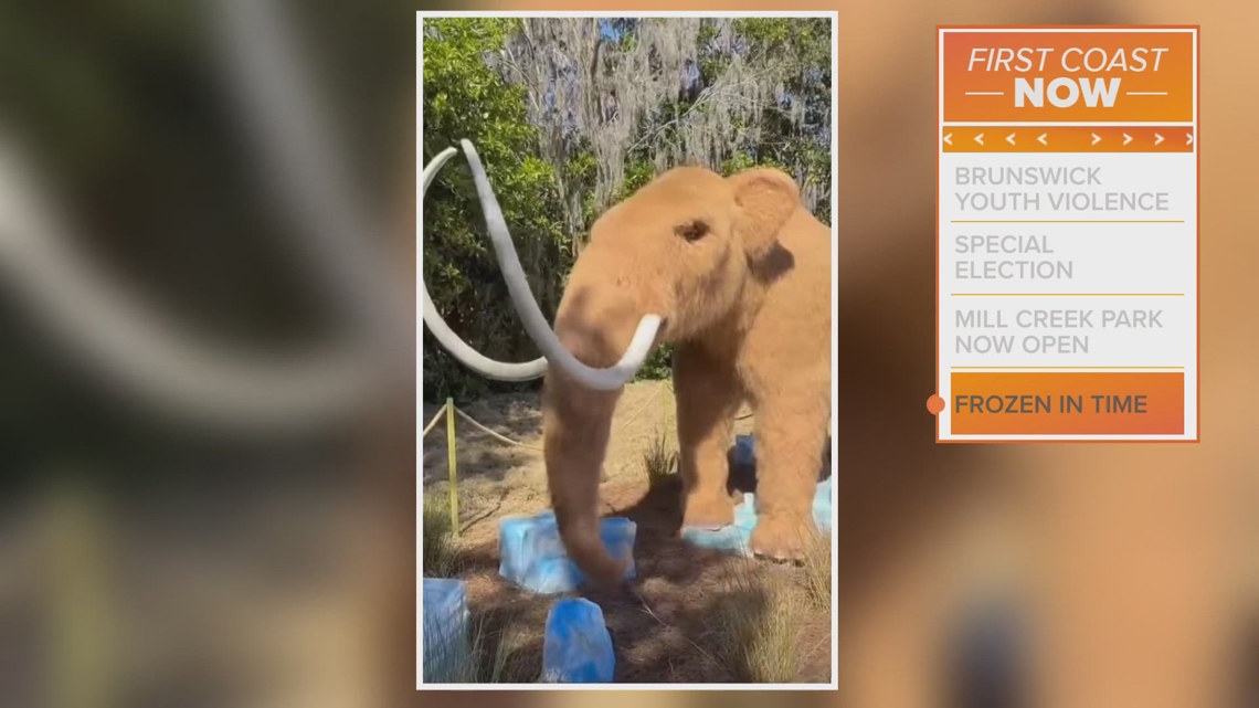 Jacksonville zoo brings the arctic to Florida with new 'Frozen in Time ...