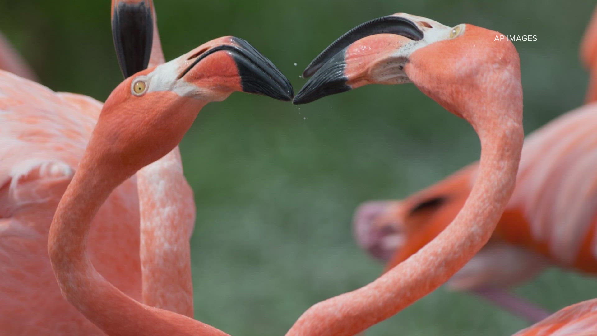 Florida lawmaker files bill to swap mockingbird with flamingo as state ...