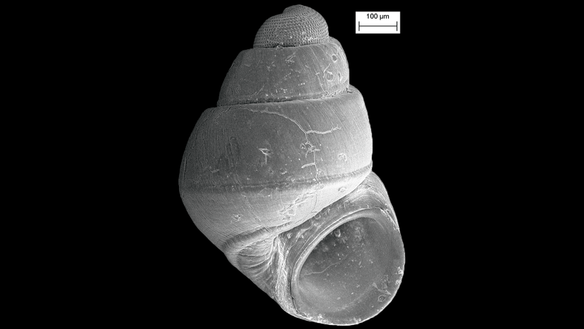 World's largest private shell collector is giving away his life's work ...