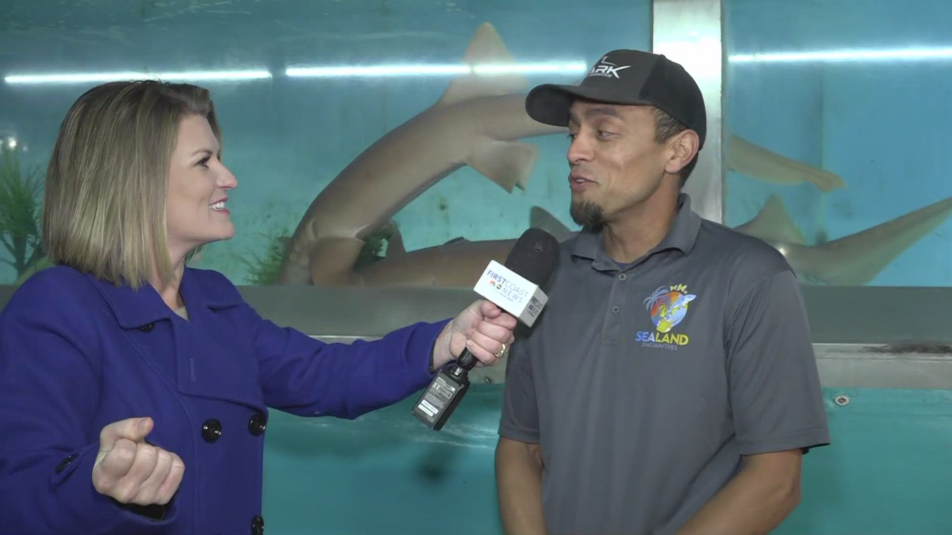 Here's what to expect from the sharks at the 68th Greater Jacksonville ...