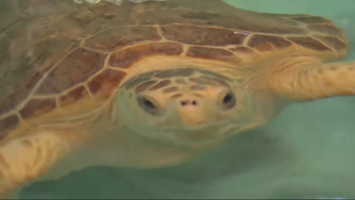 Dredging paused in Brunswick during sea turtle nesting | firstcoastnews.com