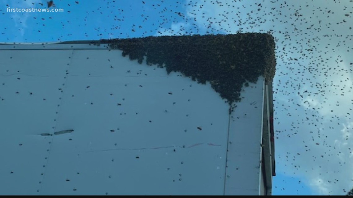 The reason bees swarmed on cars stuck near Buckman Bridge ...