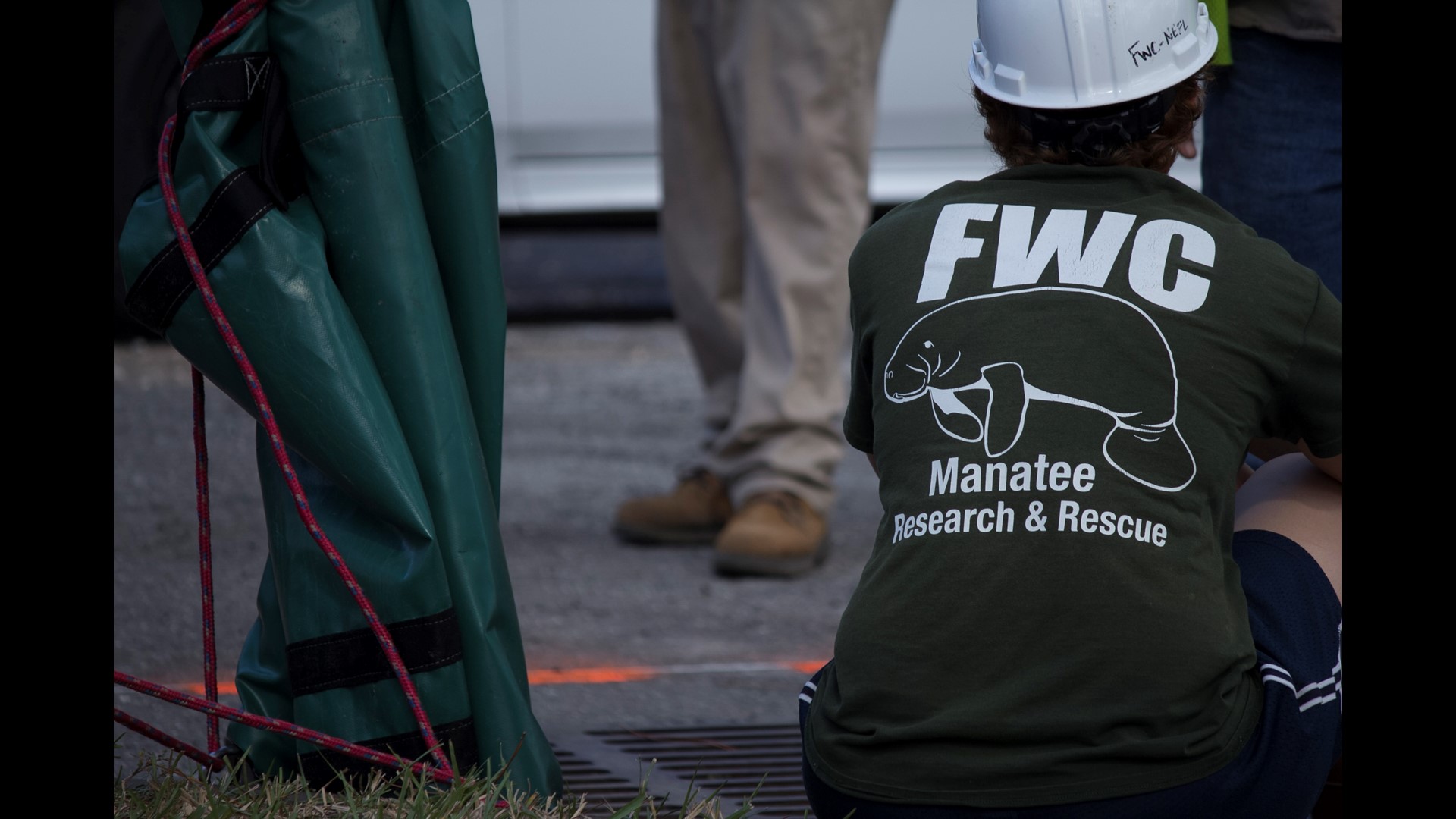 PHOTOS: Manatee stuck in Jacksonville storm drain | firstcoastnews.com