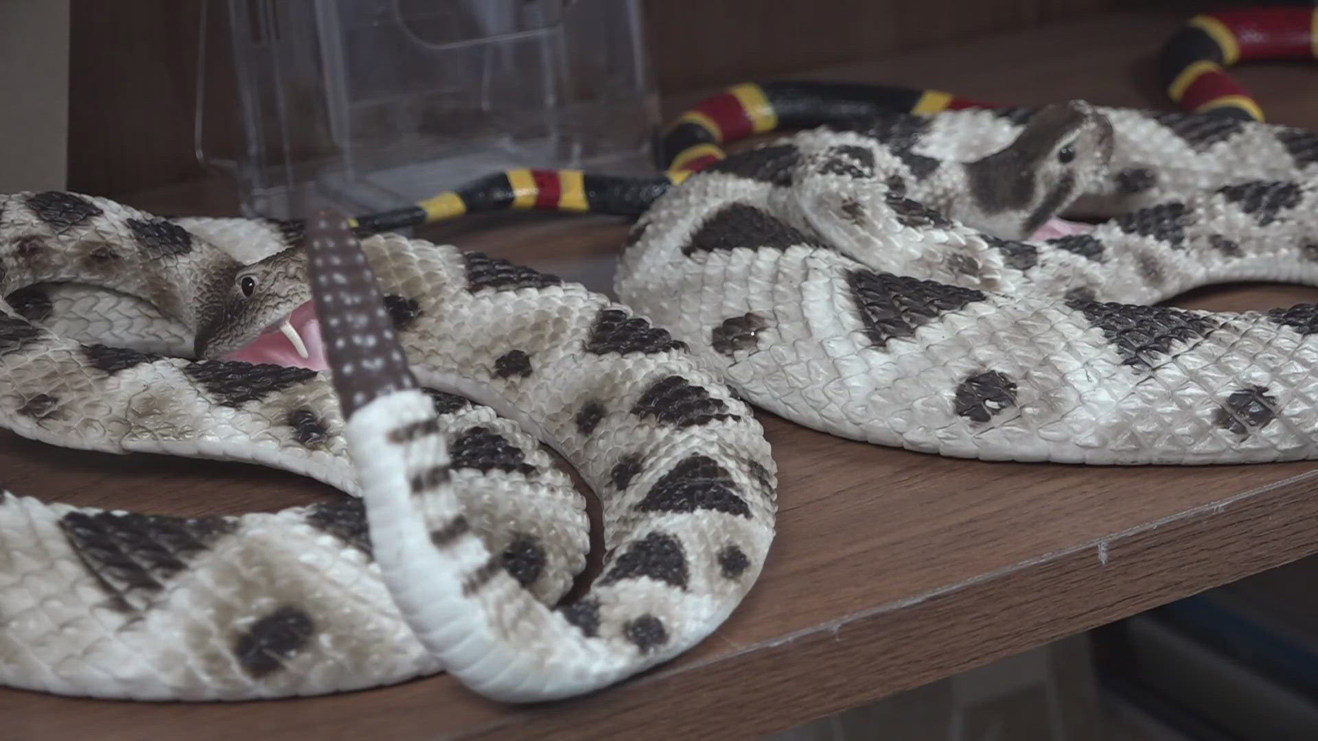 Going in to 2024, Florida Poison Control has reminders about snake ...