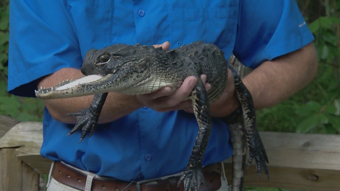 Alligator missing part of its upper jaw rescued in Florida ...
