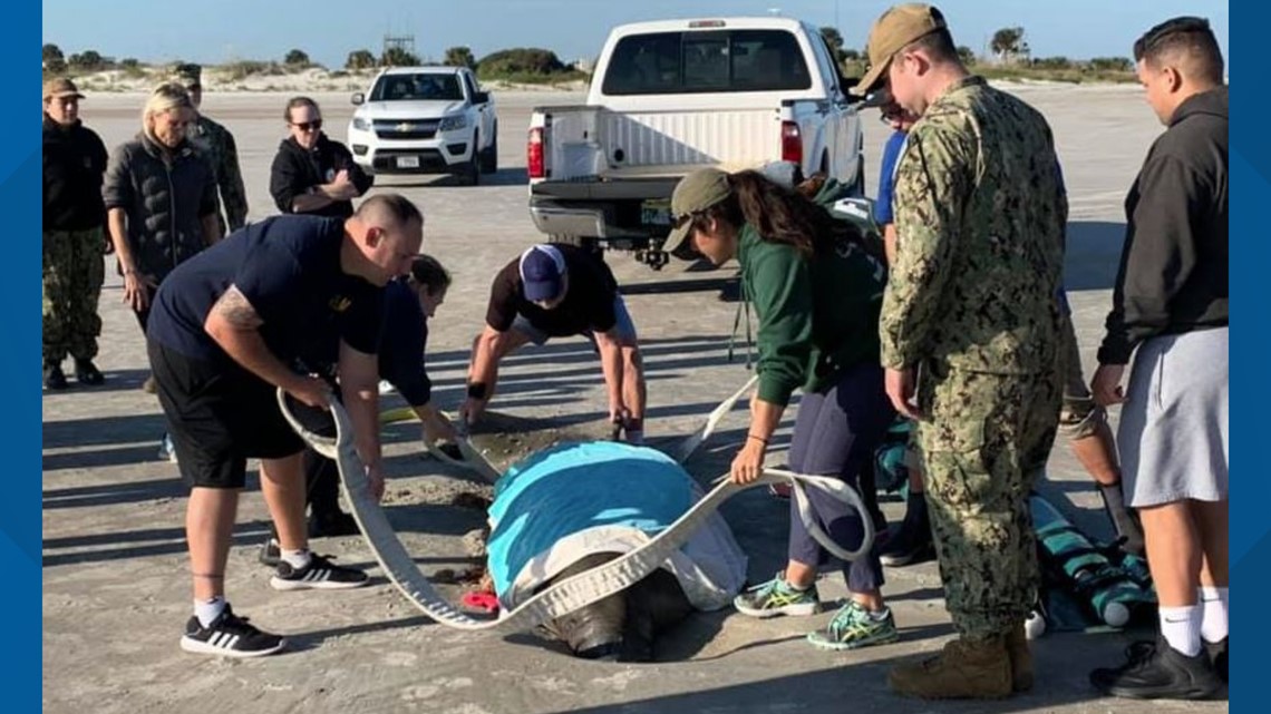 VIDEO: Beached manatee rescued at Naval Station Mayport ...