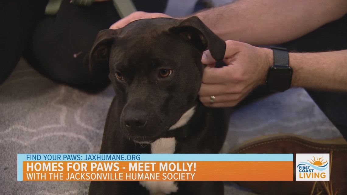 Homes for Paws: Beautiful Molly is Looking for her Family! | firstcoastnews.com