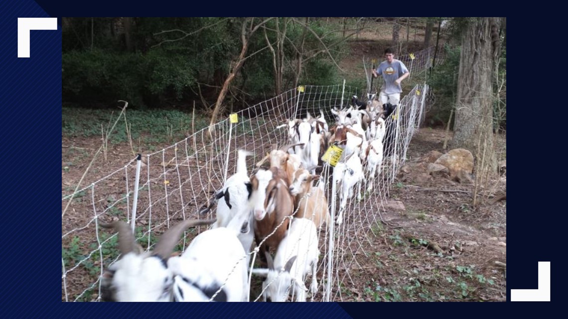 City of Brunswick Ga. hiring goats to mow areas machines cannot ...