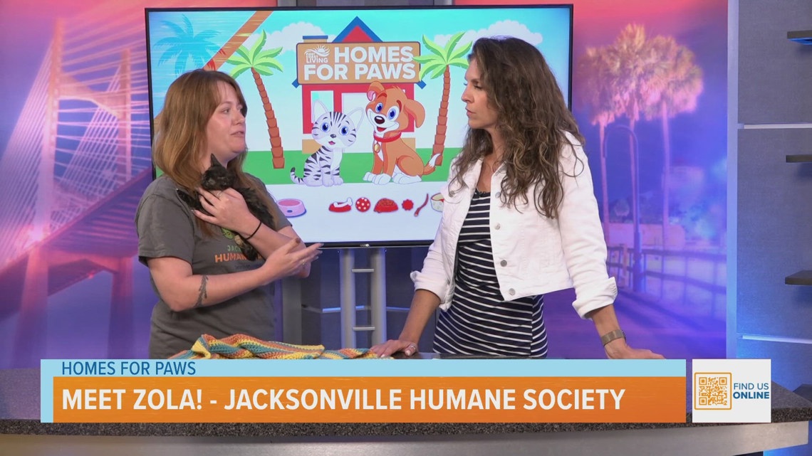 Homes for Paws: Meet Zola and Many Other Kittens at Jacksonville Humane ...
