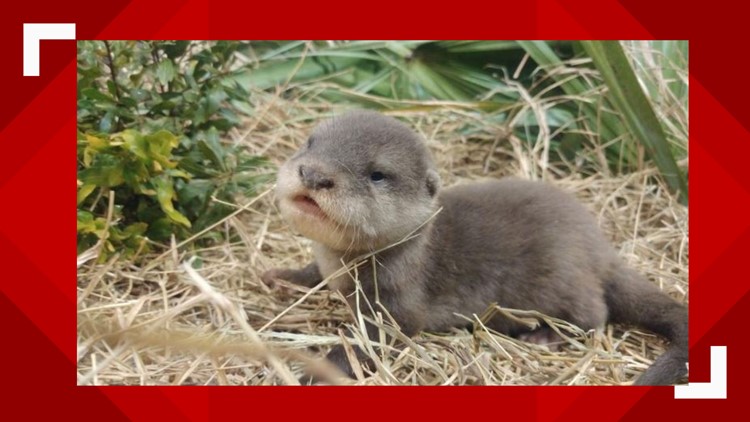 Cuteness alert: Otter pup born at Jacksonville Zoo, named Scotter ...