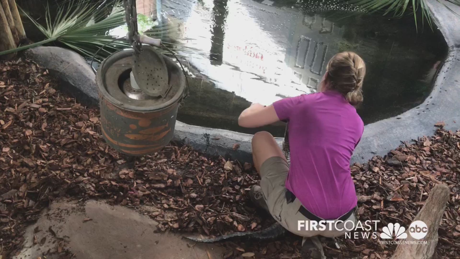 Capture, relocation of 'Chance the Snapper' cost Chicago a whopping ...