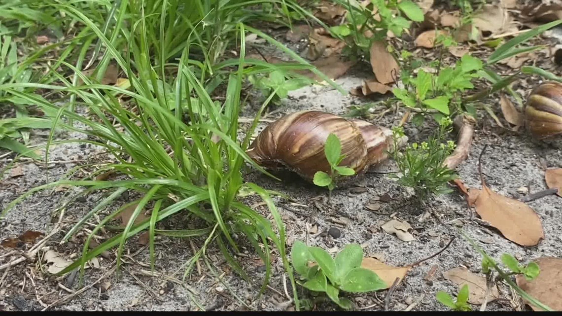 Oh snail! Invasive species in Florida could make you sick ...