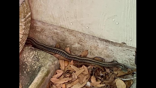 Everything you need to know about Florida snakes | firstcoastnews.com