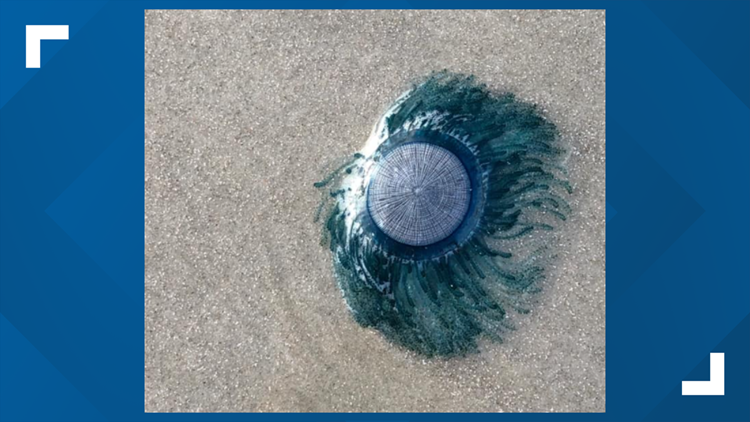 What are those blue things washing up on North Florida beaches ...