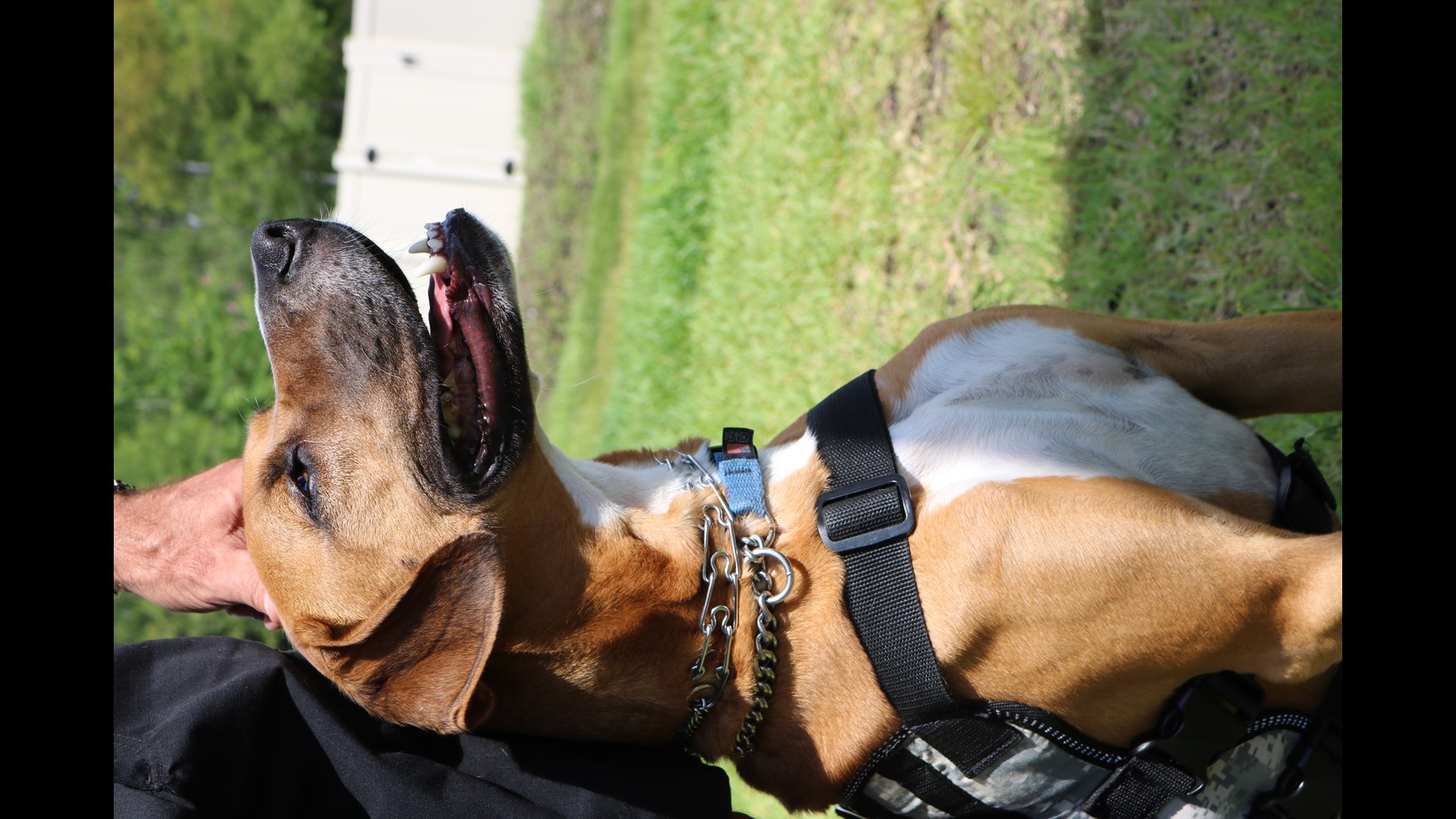 PHOTOS: 'K9s for Warriors' groundbreaking | firstcoastnews.com