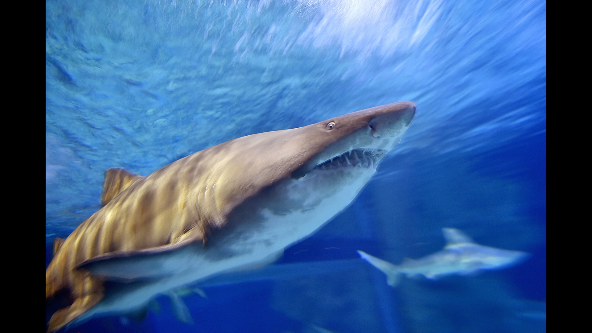 Shark Week: JU researchers studying shark migration through the ocean's ...