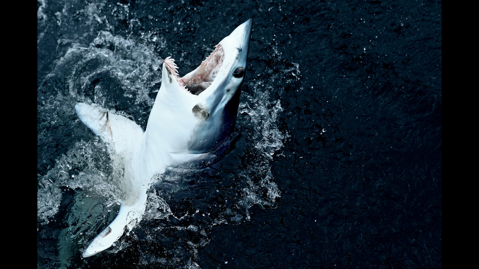 Shark Week: JU researchers studying shark migration through the ocean's ...
