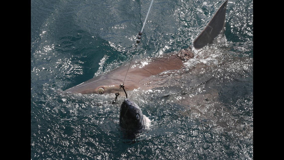 Shark Week: JU researchers studying shark migration through the ocean's ...