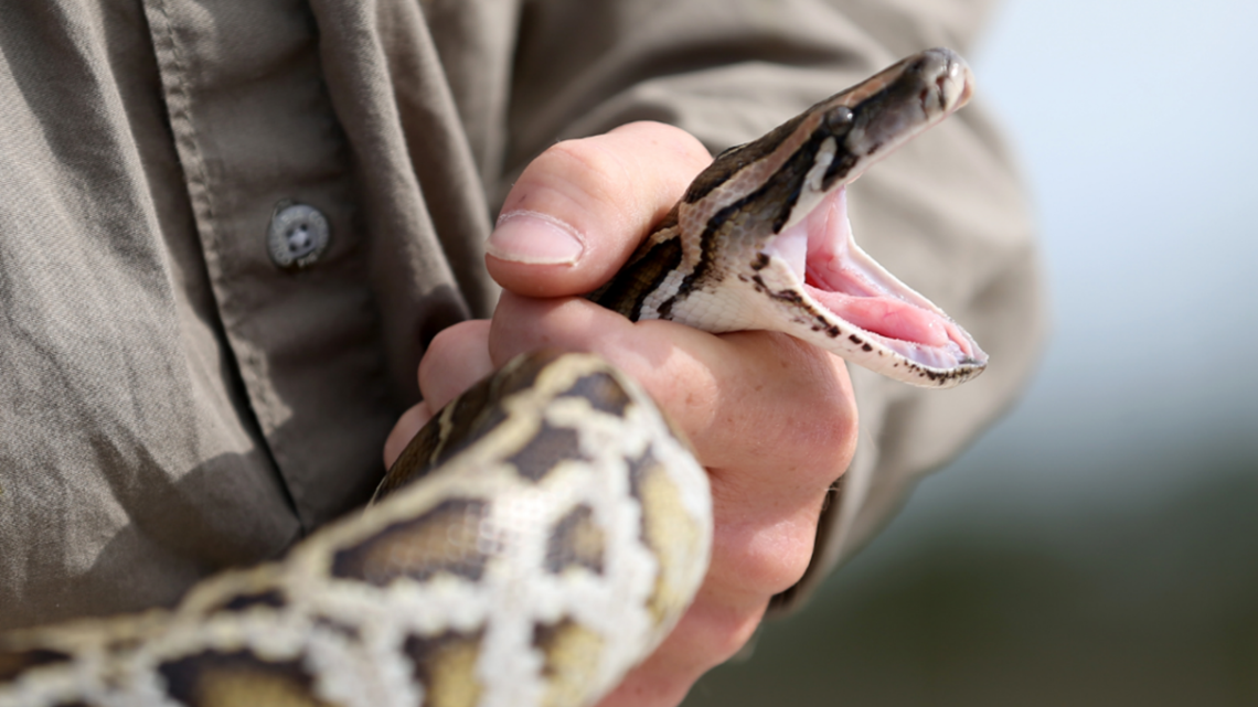 2020 Python Bowl, Python Challenge now open to Floridians ...