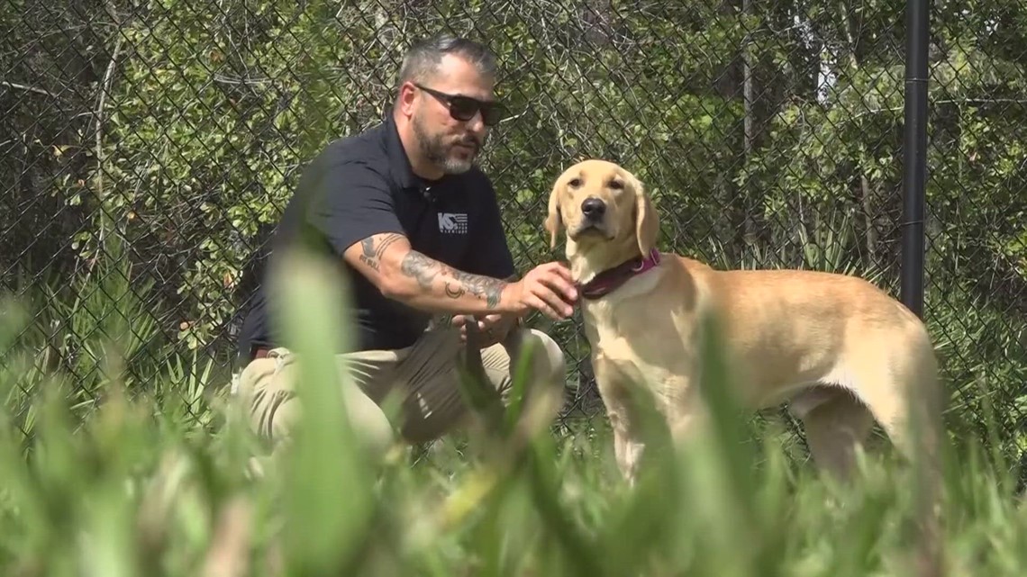 20 dogs land at St. Johns Animal Control in two days. Some will become ...