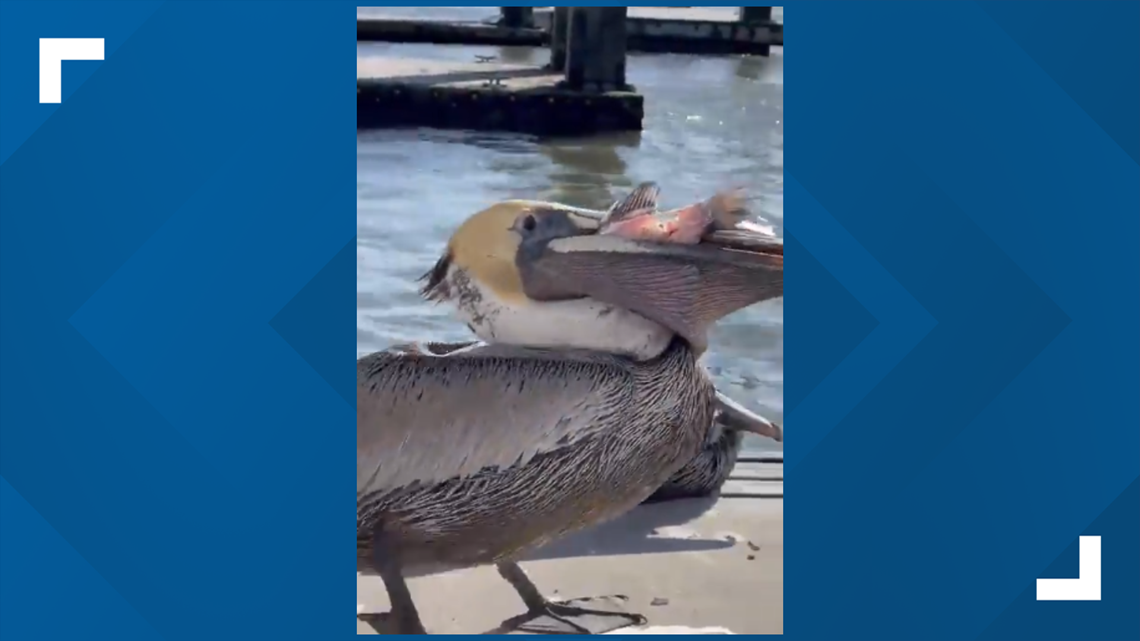 Watch: Florida pelican bites off more than he can chew | firstcoastnews.com