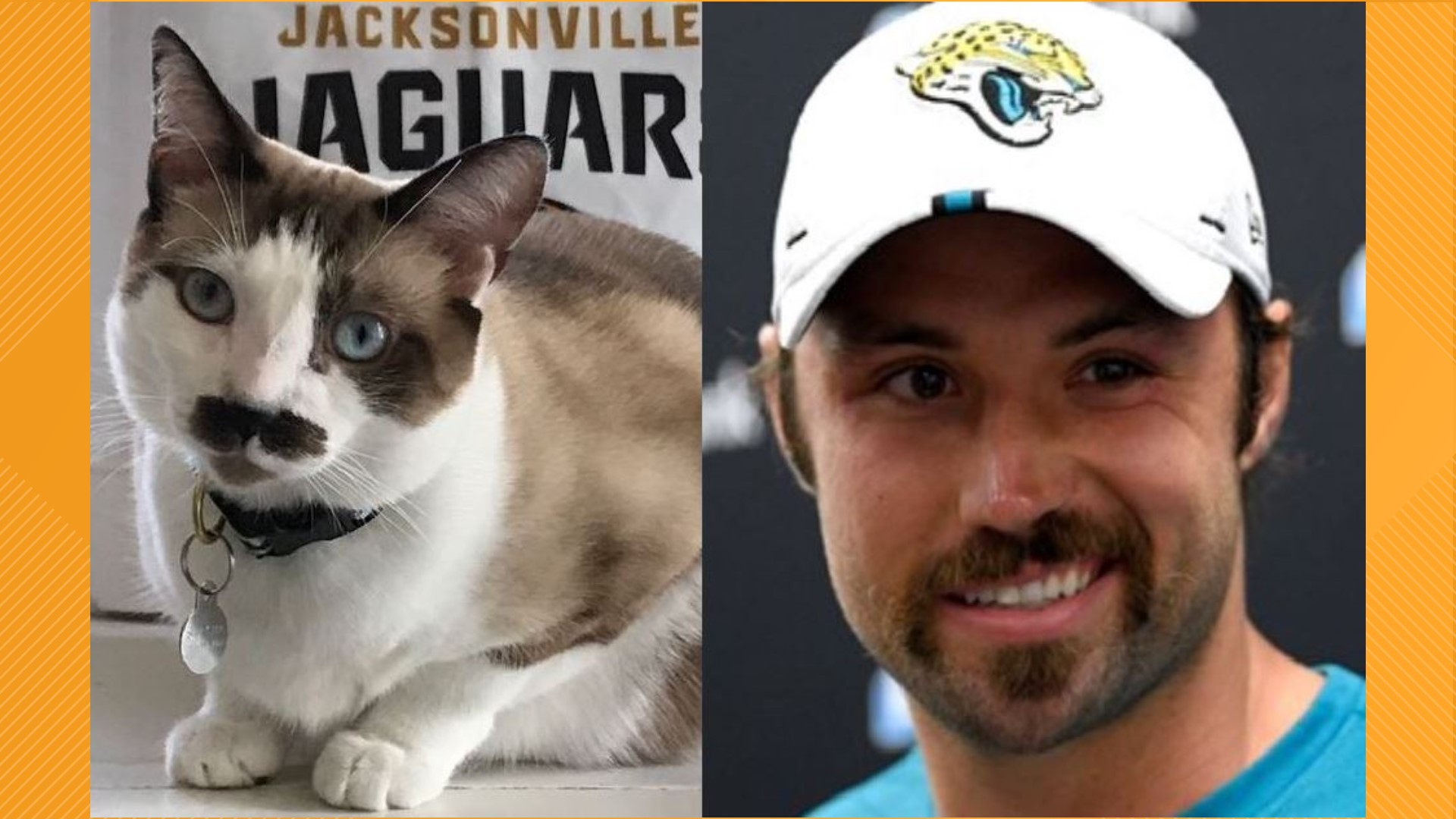 'Stache' the mustached cat joins in on Minshew Mania | firstcoastnews.com