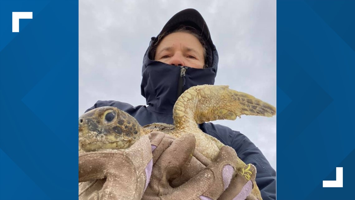NE Florida Sea turtle hospital flooded with sick turtles ...