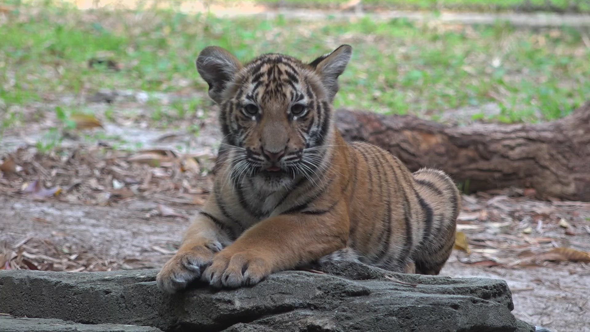 Malayan tiger triplets at Jacksonville Zoo to be on public display ...