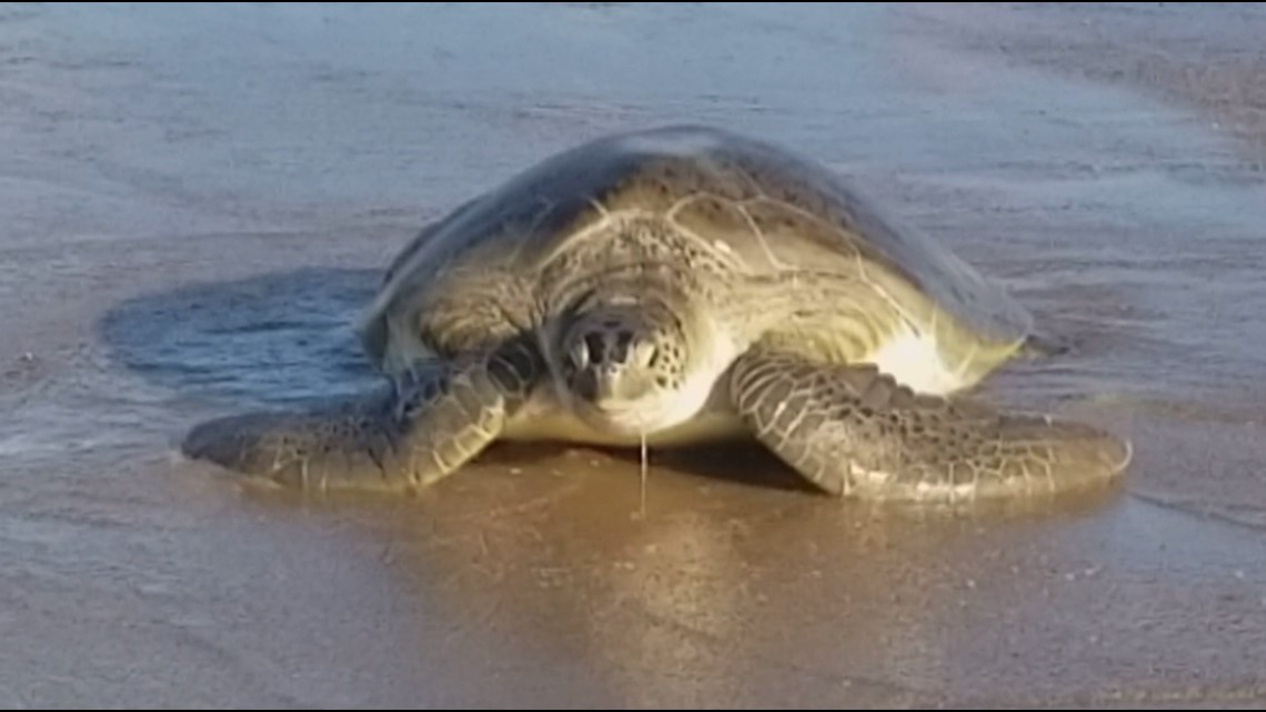 $12 million beach project could impact sea turtle nesting season in St ...