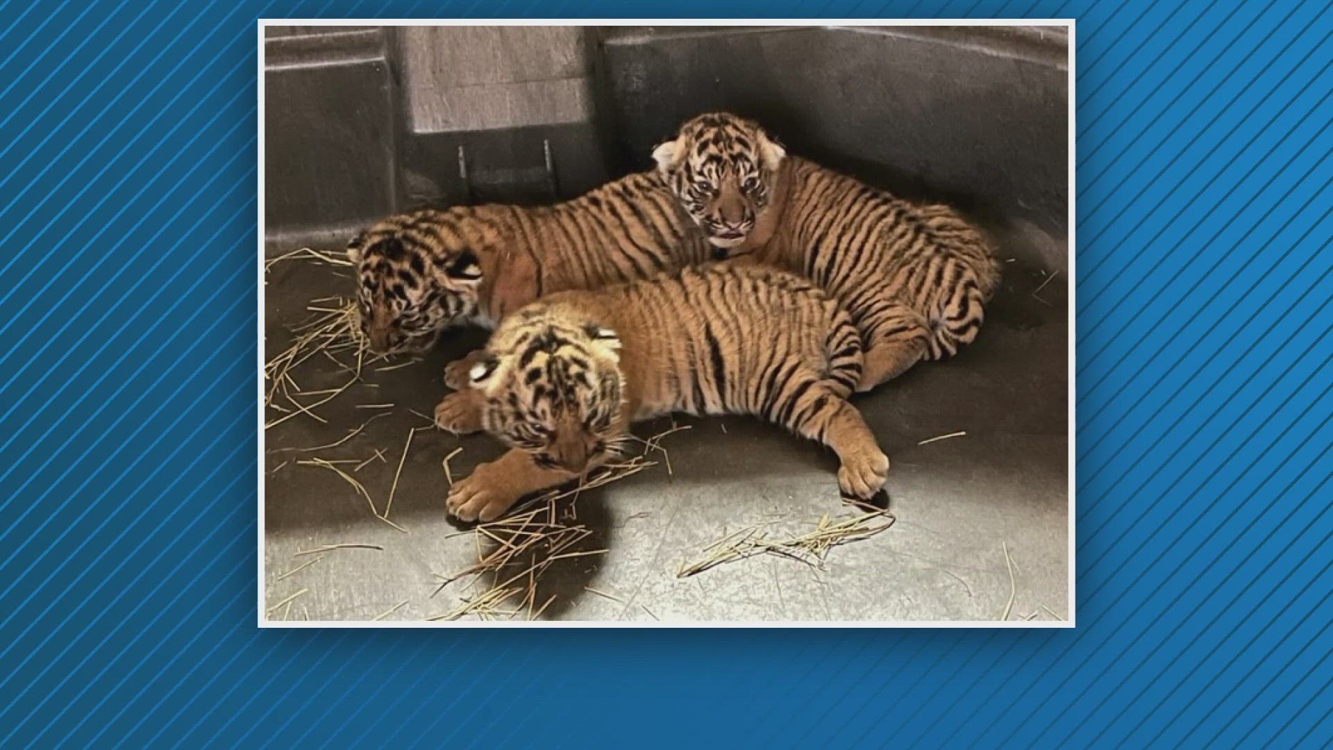 When is viewing possible for tiger cubs at the Jacksonville Zoo ...