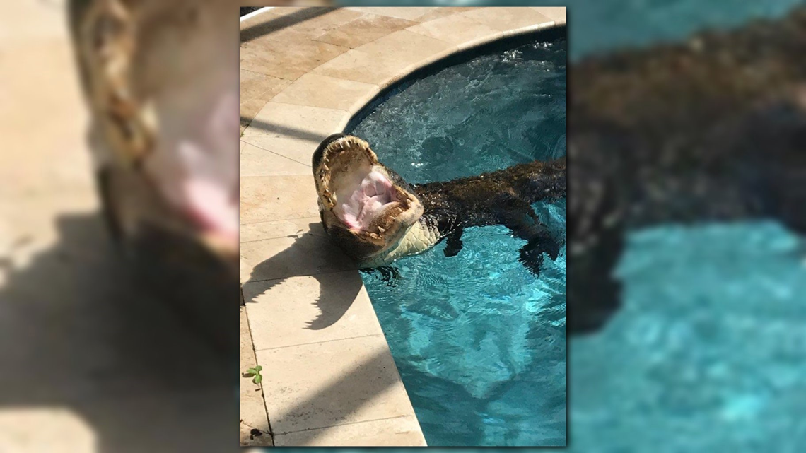 PHOTOS: Large gator removed from Florida family's swimming pool ...