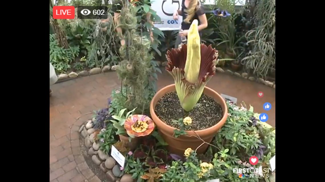 LIVE: ROSIE HAS BLOOMED! Famed rare "corpse flower" still blooming at ...