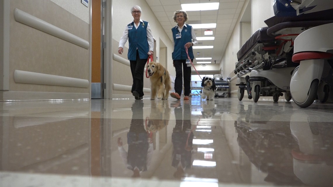 Behind the scenes with The Mayo Clinic's Caring Canines ...
