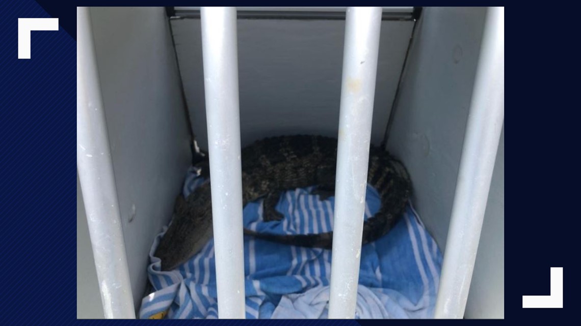 Lifeguards, Animal Control help save alligator found in ocean ...