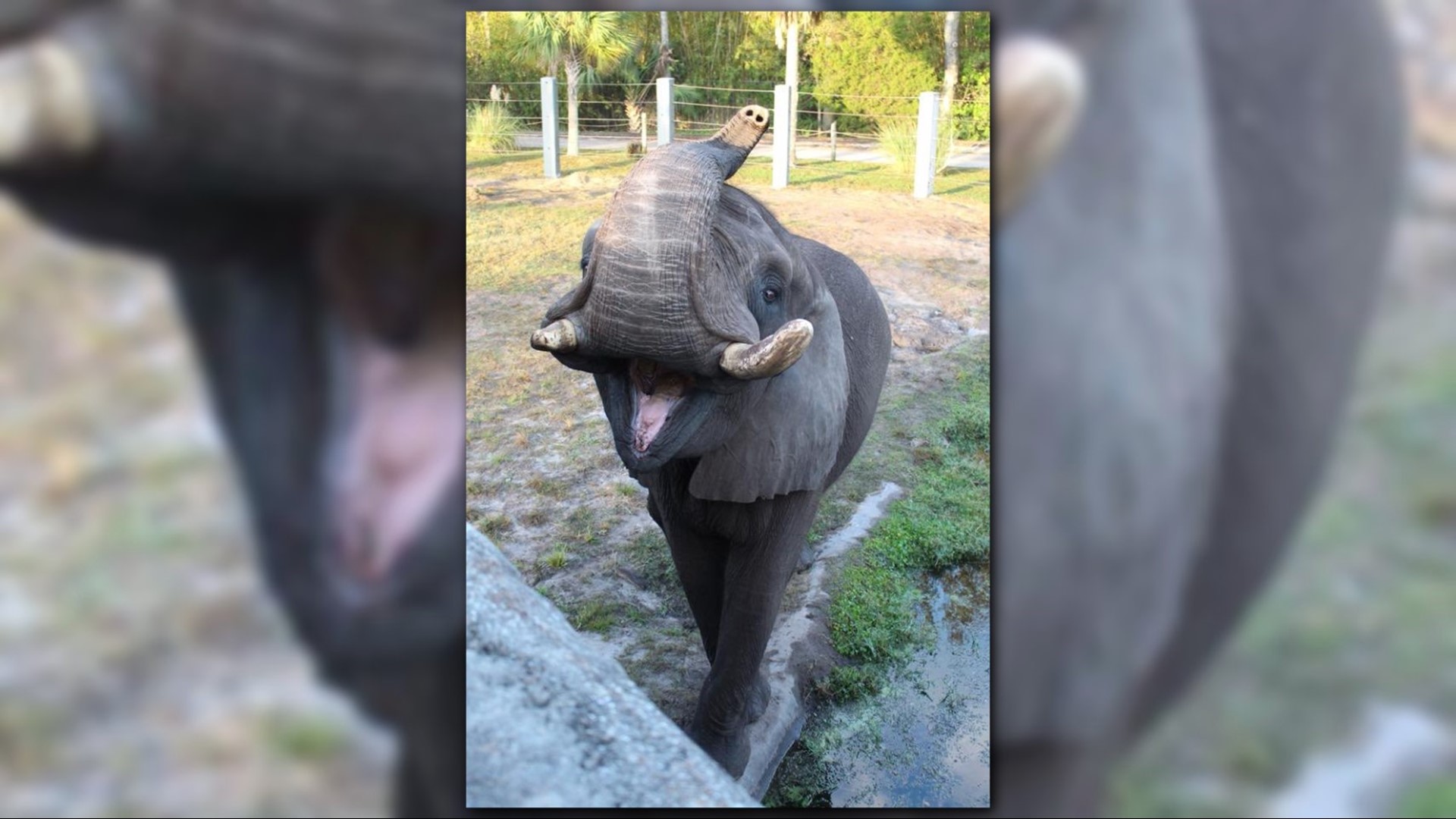 Board member questions zoo’s open transparency on elephant escape ...