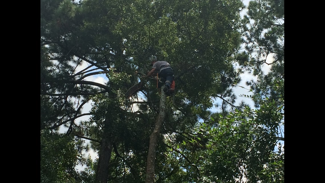 JEA trimming trees in Springfield for hurricane season | firstcoastnews.com