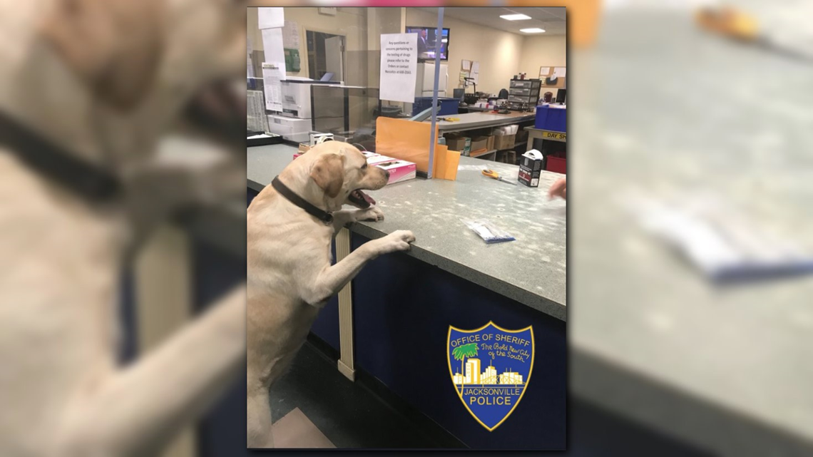 GOOD GIRL! JSO canine sniffs out 4 bags of drugs in just her third day ...