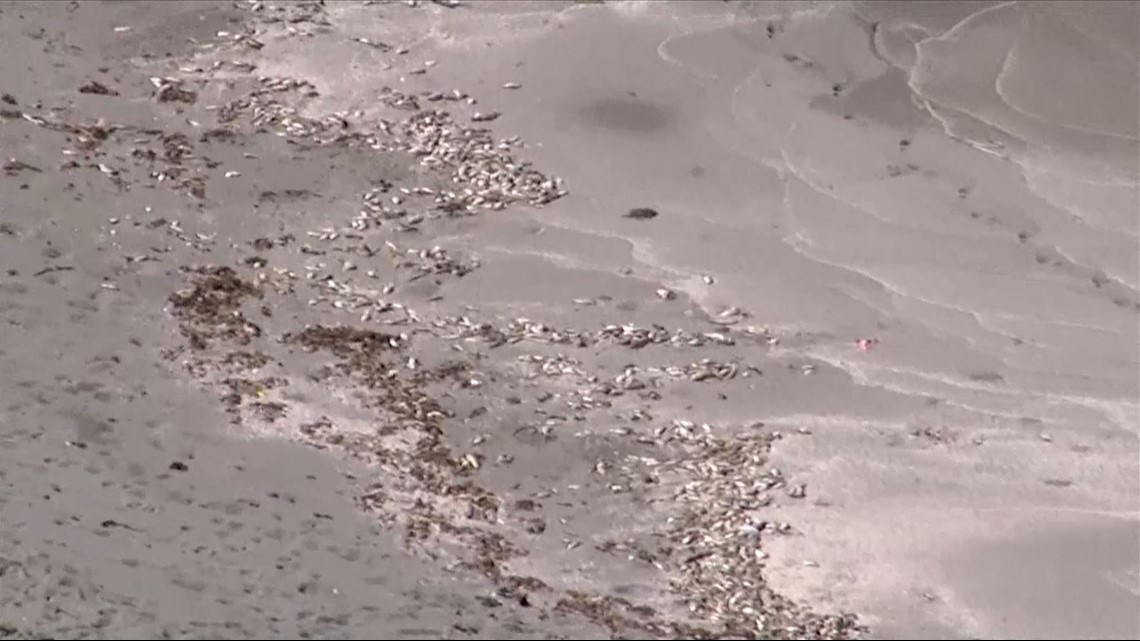 Understanding the dangers surrounding red tide and toxic algae ...