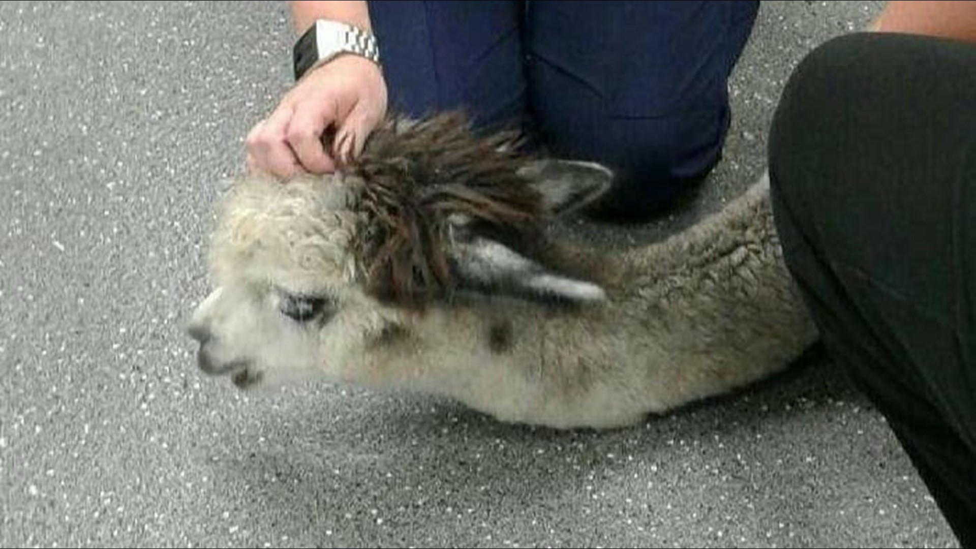 Florida alpaca dies after overeating human snacks left by stranger ...