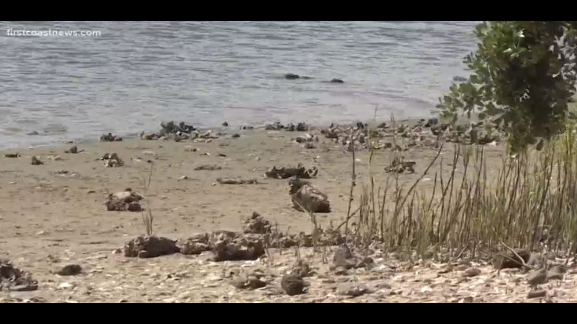 Could Fish Island become a park instead of a development ...