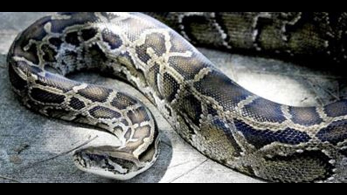 Hybrid snakes with the ability to live in various environments ...