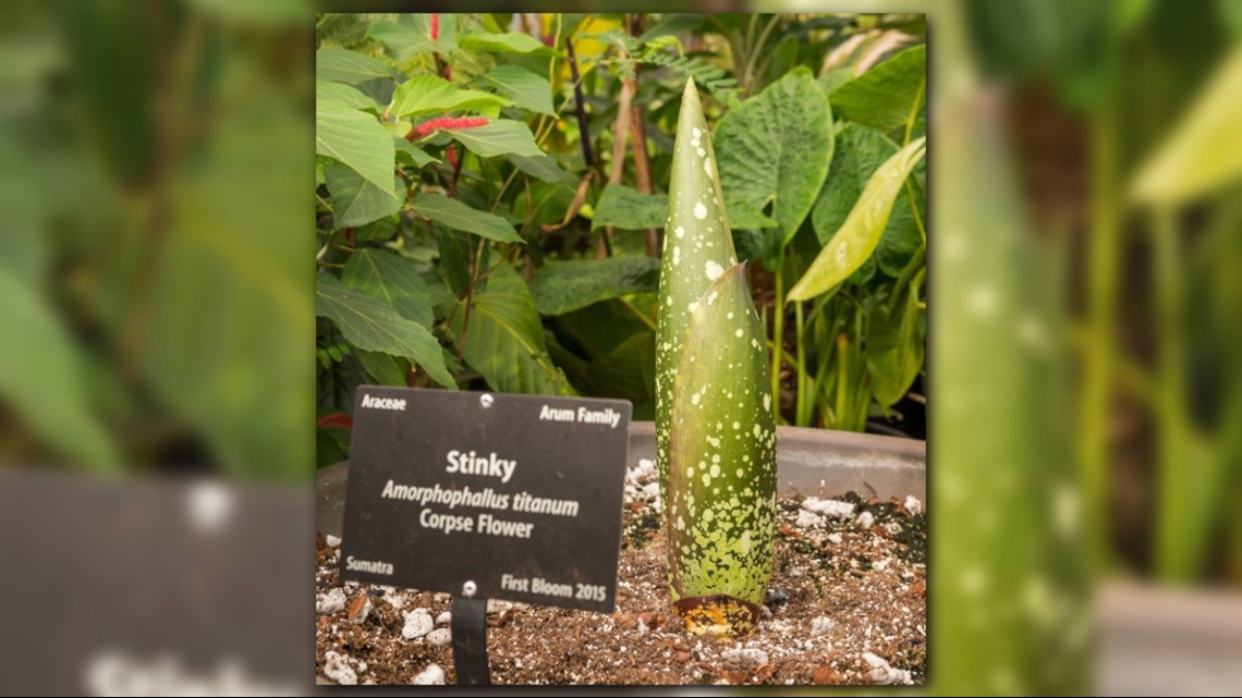 The corpse flower's scientific name might make you giggle ...