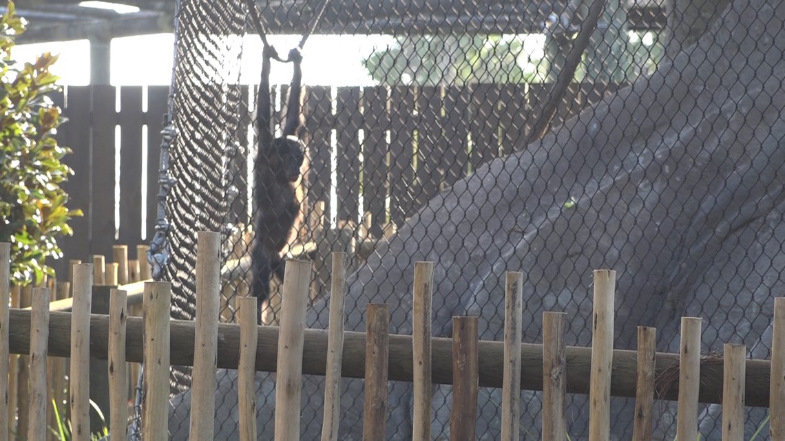 African Forest now open at the Jacksonville Zoo and Gardens featuring ...