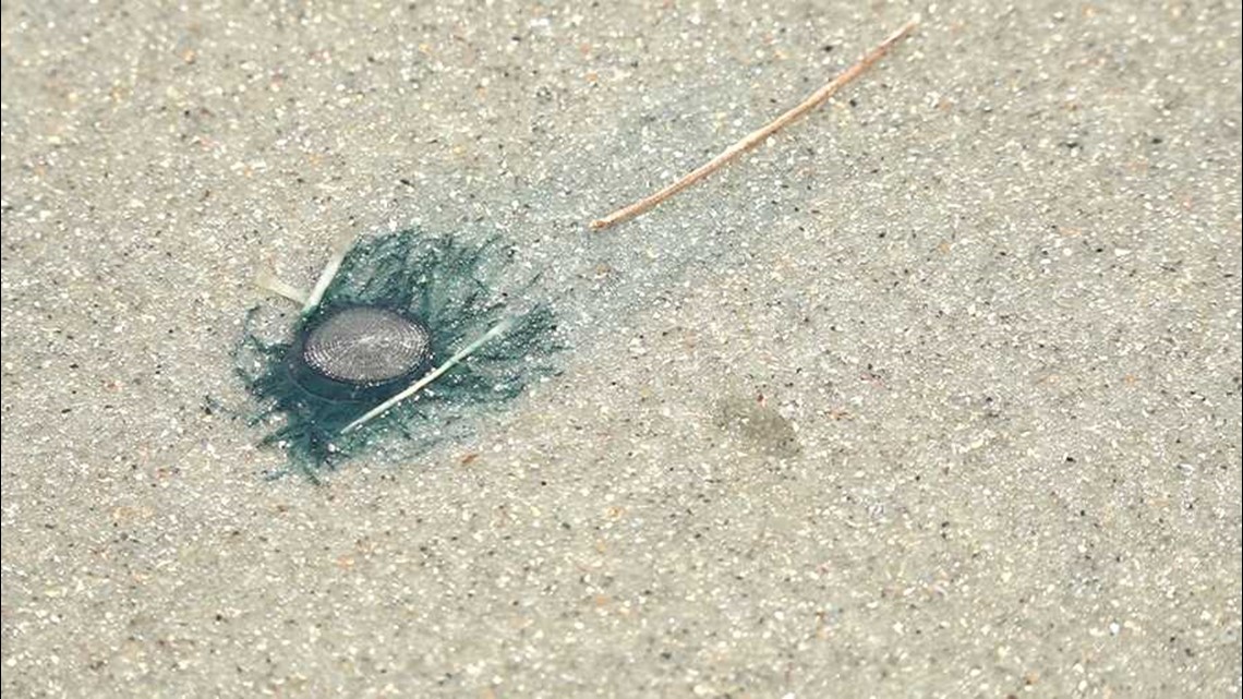 Blue Button creatures wash ashore on First Coast beaches ...