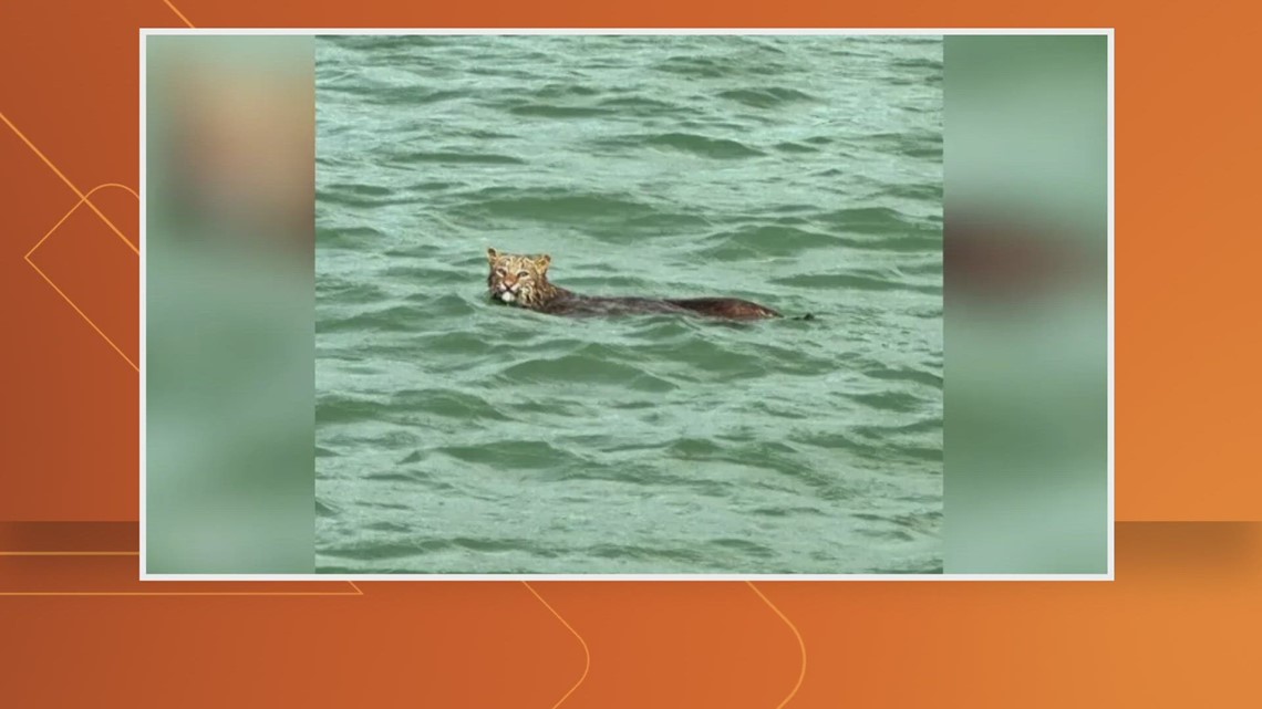 Florida couple spots bobcat swimming while boating | firstcoastnews.com