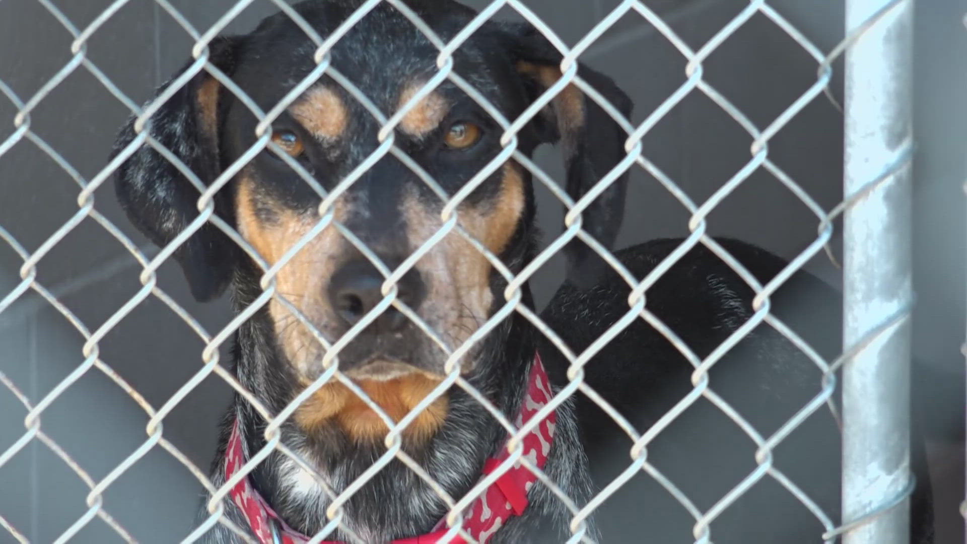 Last-minute Christmas shopping? Adopting a pet from Clay County Animal ...