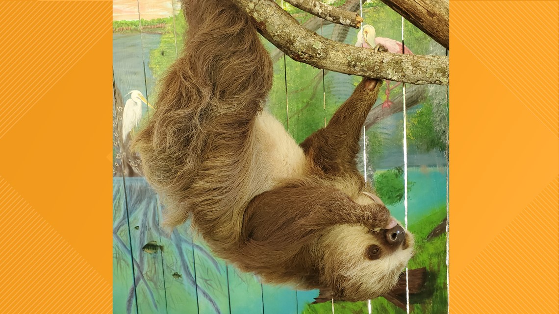Sloth exhibit coming to St. Augustine | firstcoastnews.com