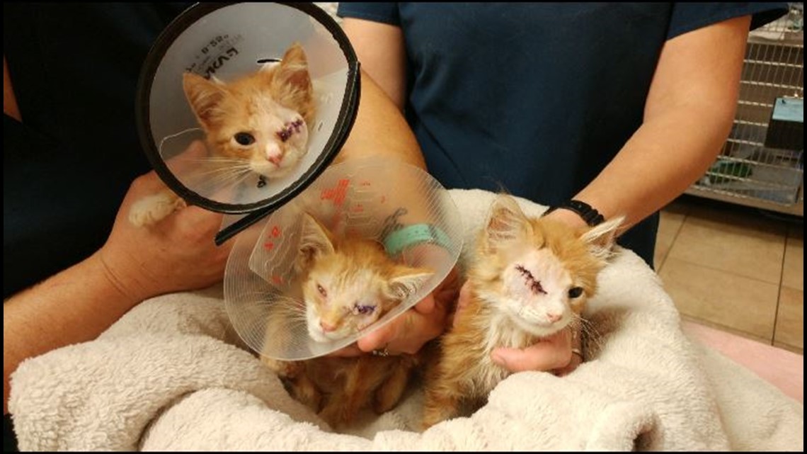 Advice for pet owners after 13 kittens found left in plastic bin ...