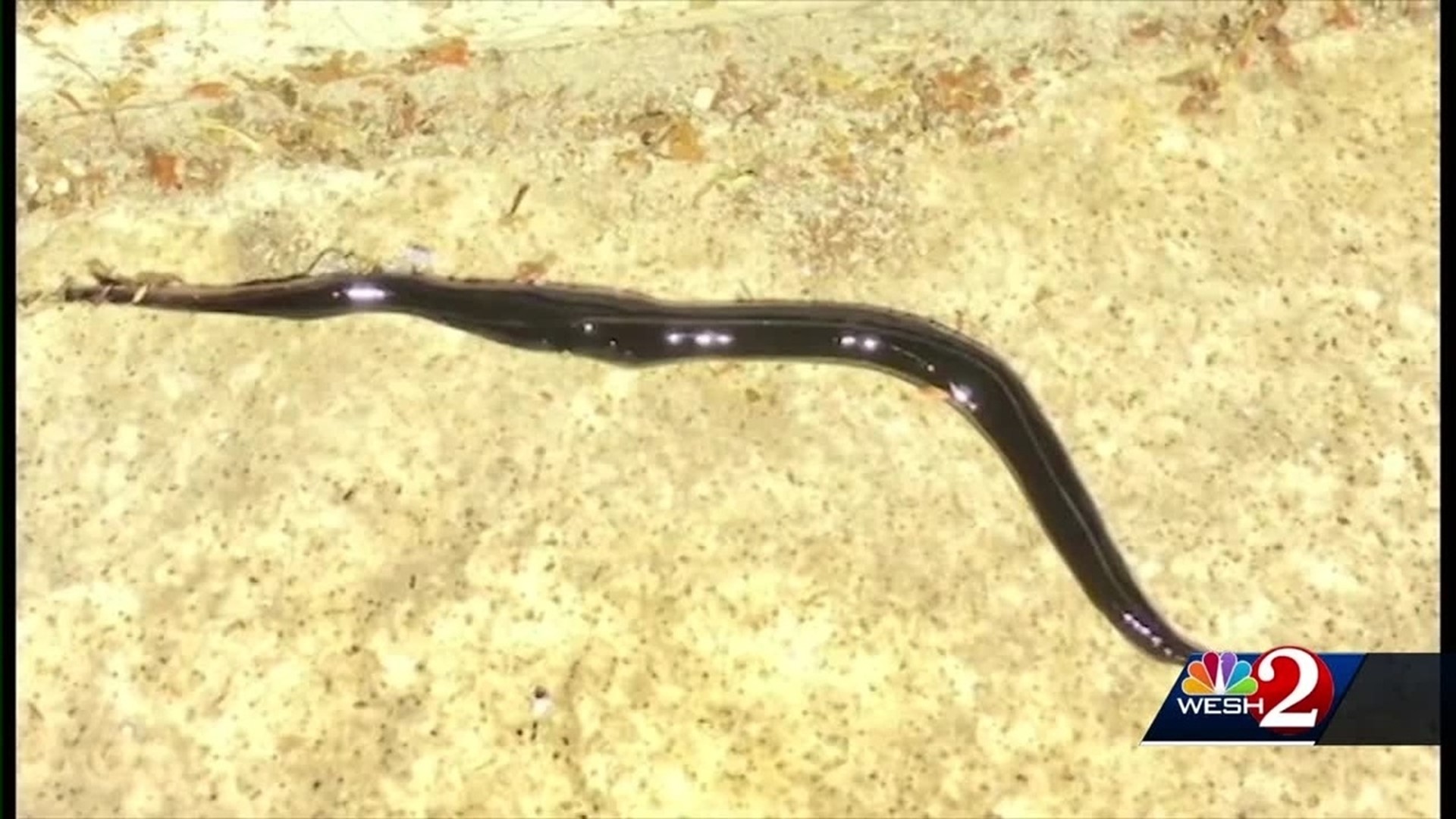 Warning issued over New Guinea flatworms spotted in Central Florida ...